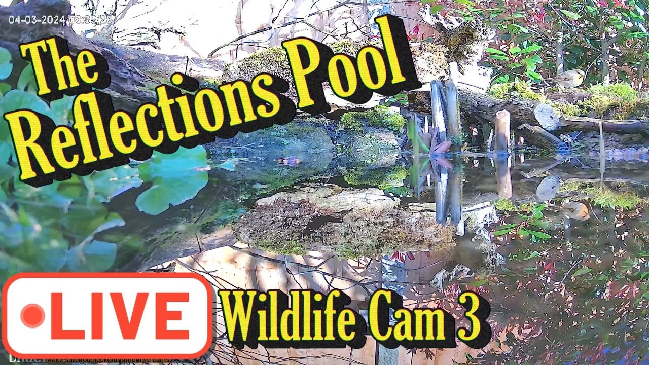 🔴LIVE CAM - Reflections Pool 🐦🐸 Wildlife Garden🦎🦔 Camera 3 - YouTube