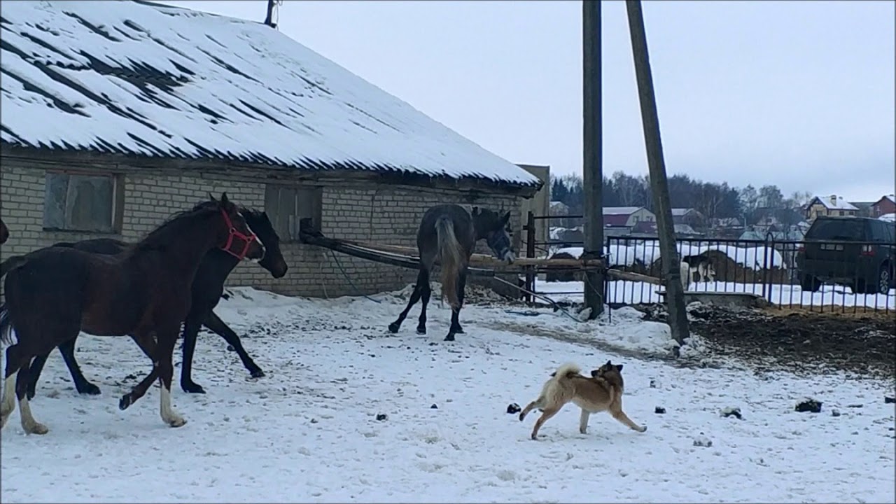 Кайзер - YouTube