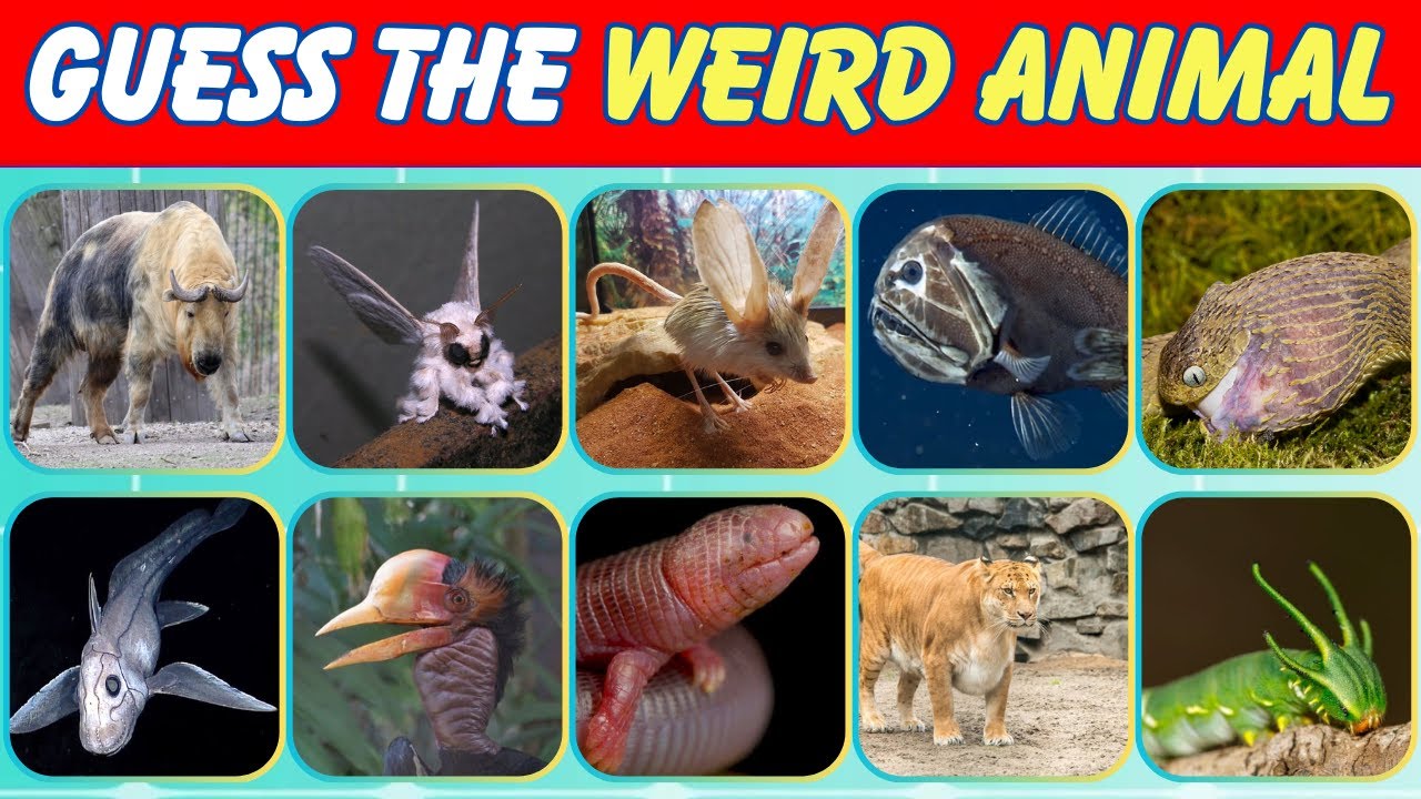 Guess The 50 Weird Animals in 5 Seconds | Easy Medium Hard Impossible ...
