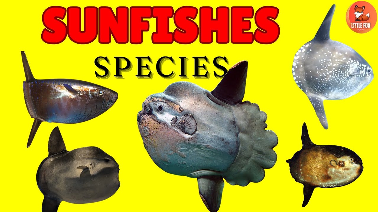 🌟Rare Types of 🐠Sunfish Species Name in English for kids🐠 #kidslearning ...