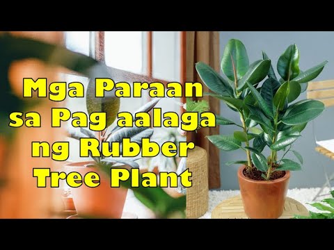 Paano mag alaga ng rubber tree Kumpletong detalye - YouTube