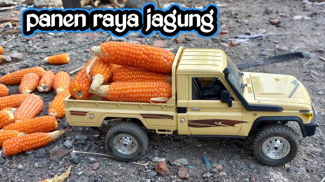 fuul panen jagung siap angkut luar kotaaaa..... - YouTube