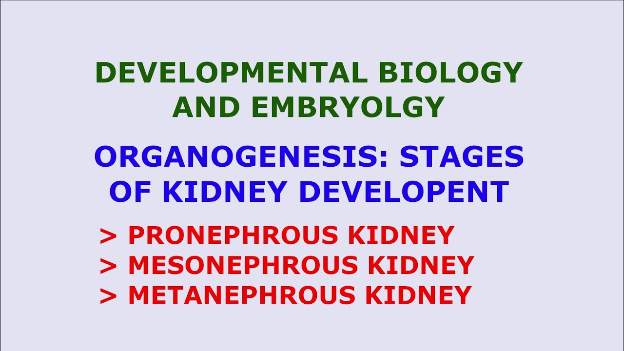Stages of #kidney Development in #mammals and Humans #embryology # ...