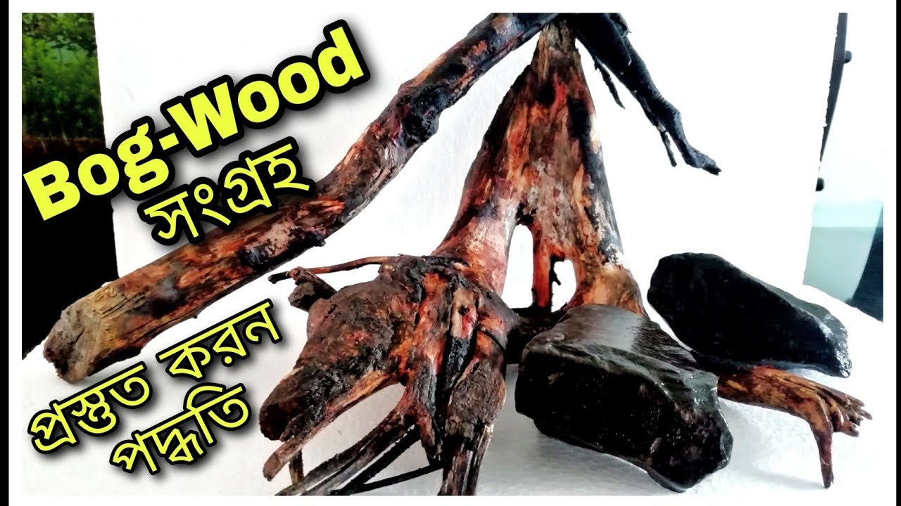 Bog Wood কিভাবে সংগ্রহ এবং প্রস্তুত করবেন || How To Collect Bog Wood ...