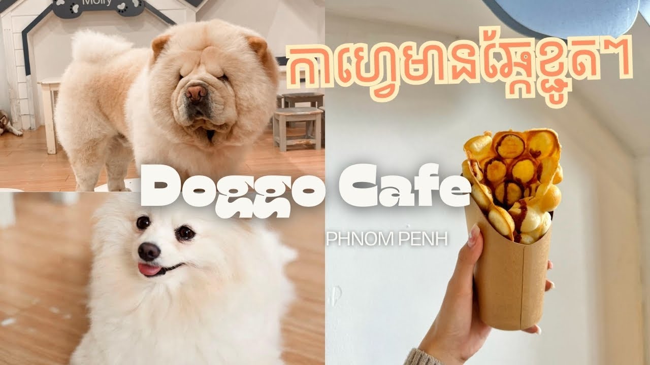 Doggo Cafe in Cambodia recommend for dog lover - YouTube