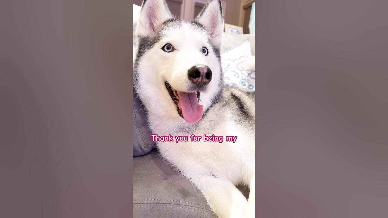 Husky Nika thanks you for being her bestie💕💕 #dog #husky #shorts - YouTube