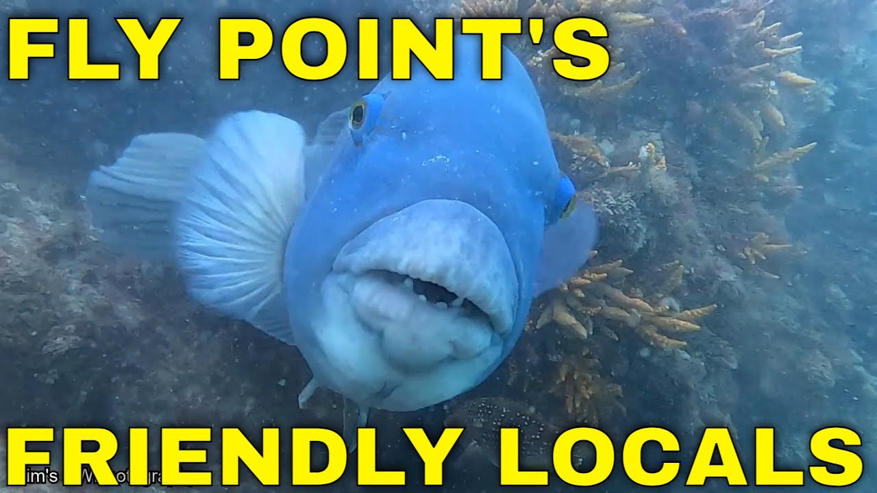 FLY POINTS FRIENDLY LOCALS SCUBA DIVING - YouTube