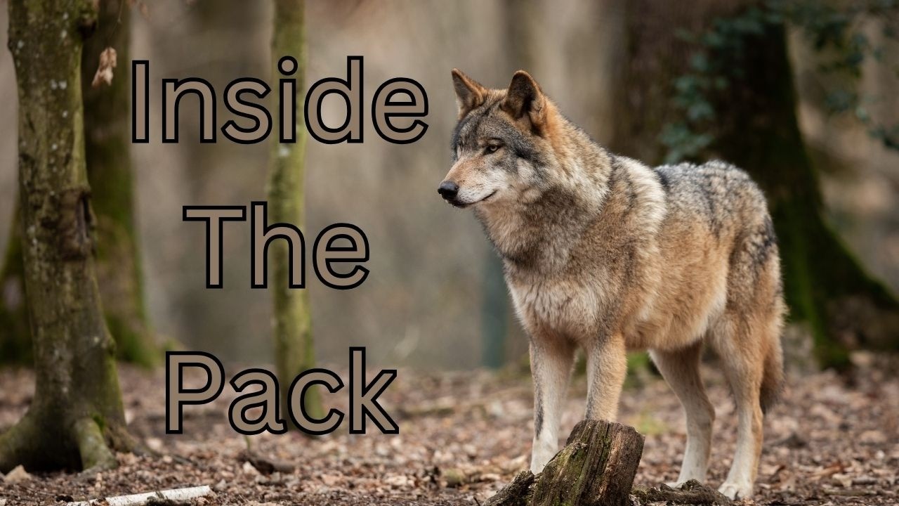 The Untold Secrets of the Grey Wolf: Nature's Fiercest Survivor - YouTube
