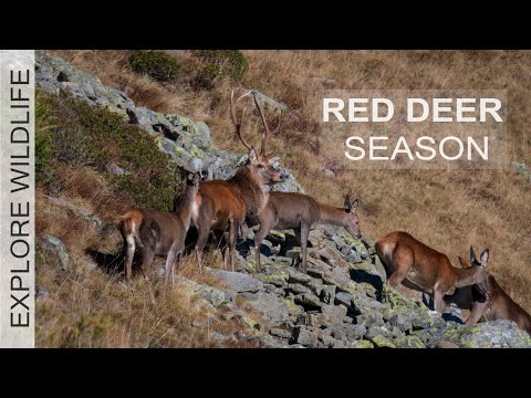 Red Deer in Mating Season - Autumn Wildlife Filmed with Nikon Z8