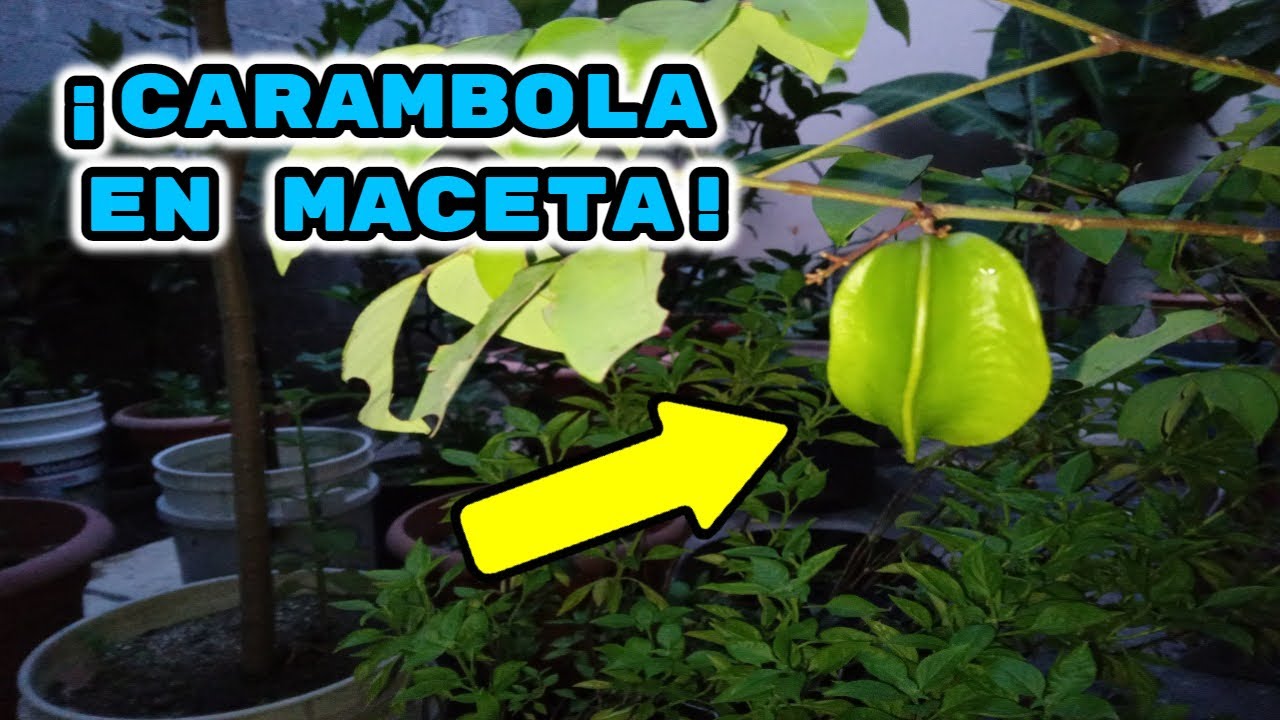 ¡Árbol de CARAMBOLA en MACETA con FRUTO! - YouTube