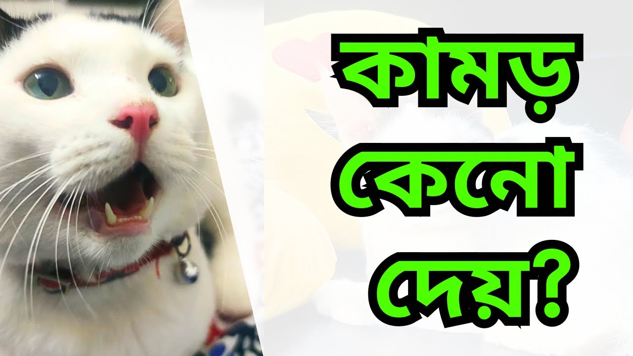 kaltu Raz এর বোন কামড় কেনো দেয় সবসময়? | Kaltu Raz Vlog | Cats Blog ...