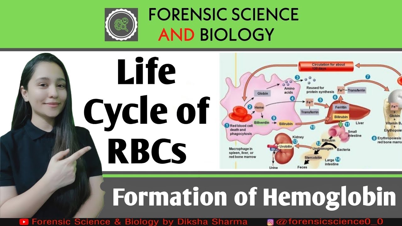 Life Cycle of RBCs || Formation of Hemoglobin & Distruction of RBCs ...