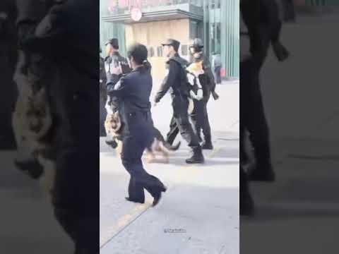 Fuzai, el perro corgi policía de China - UnoTV