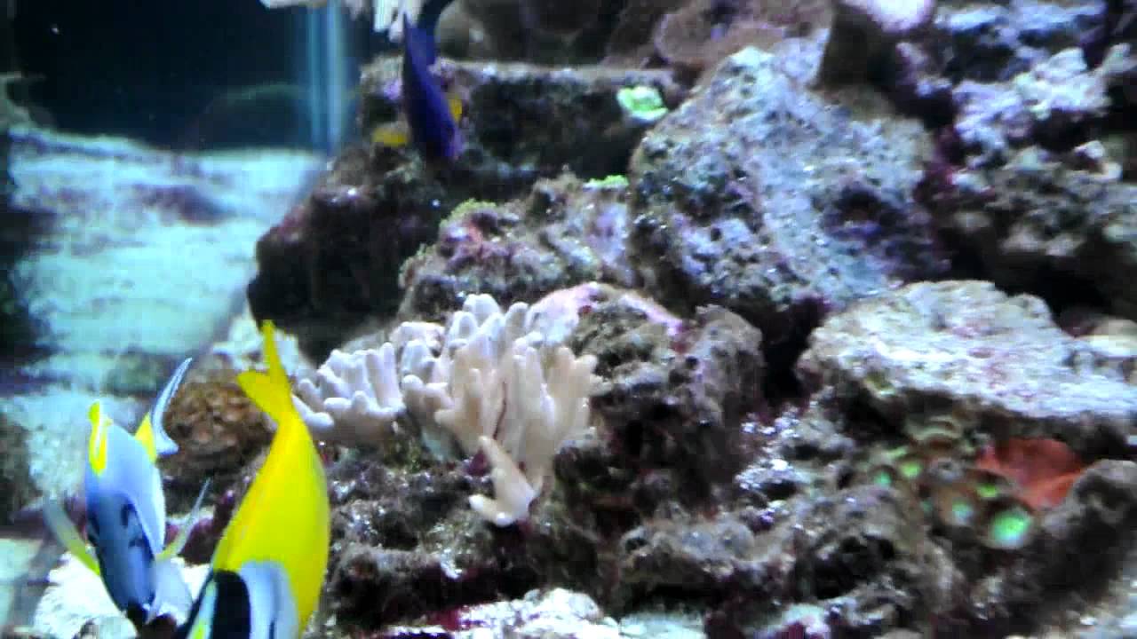 Powder Blue Tang and Fox Face Marine Fish - YouTube
