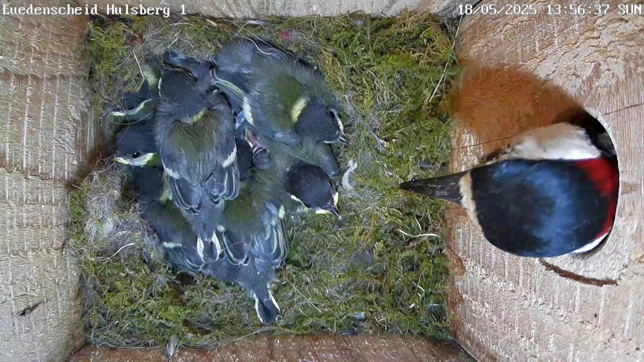 Buntspecht versucht Nest zu plündern | 18.05.2025 - YouTube