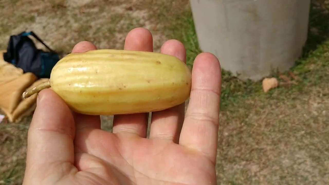 Guajilote or Candle tree (Parmentiera aculeata) - YouTube