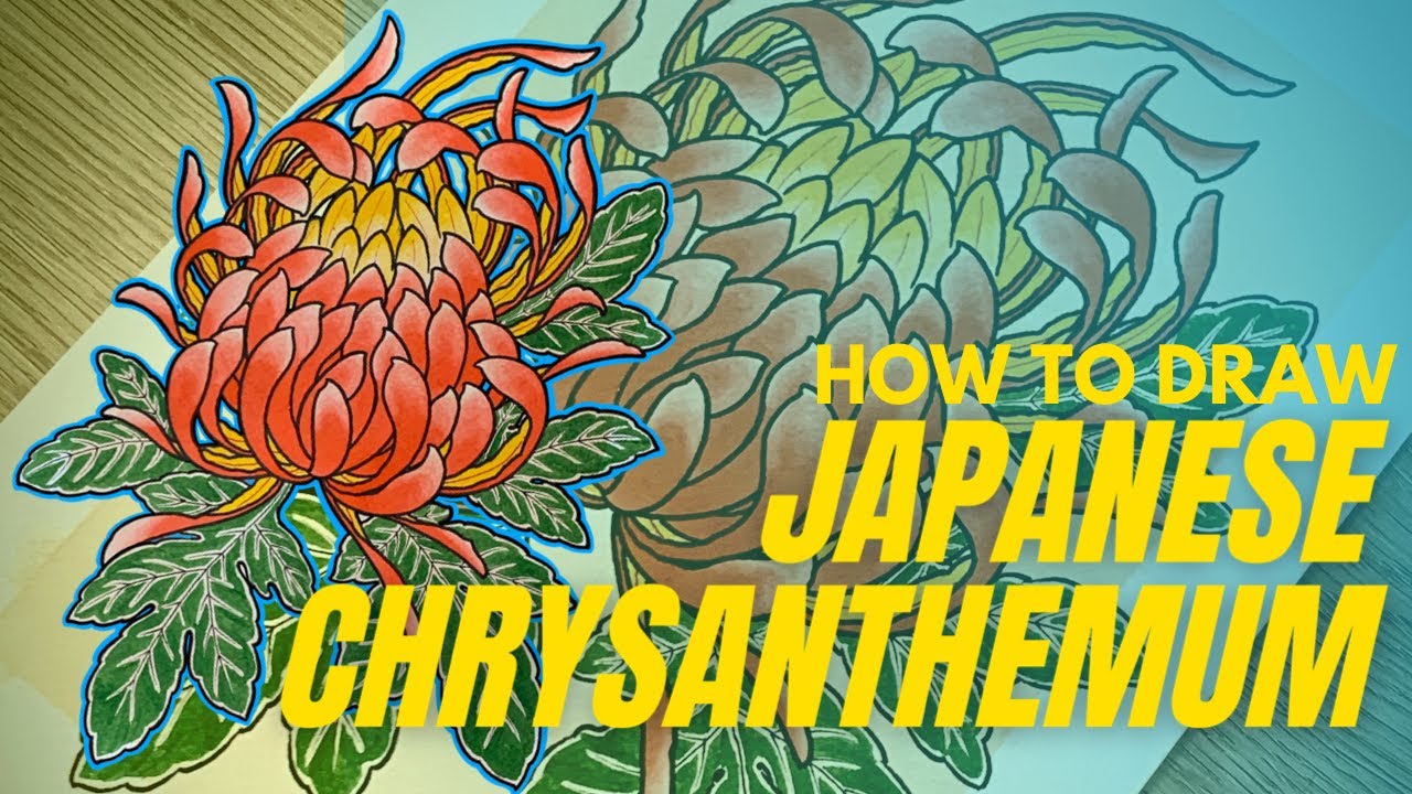 Draw Chrysanthemums Like A Pro Simple 3 Step Process YouTube Draw Chrysanthemums Like A Pro Simple 3 Step Process YouTube