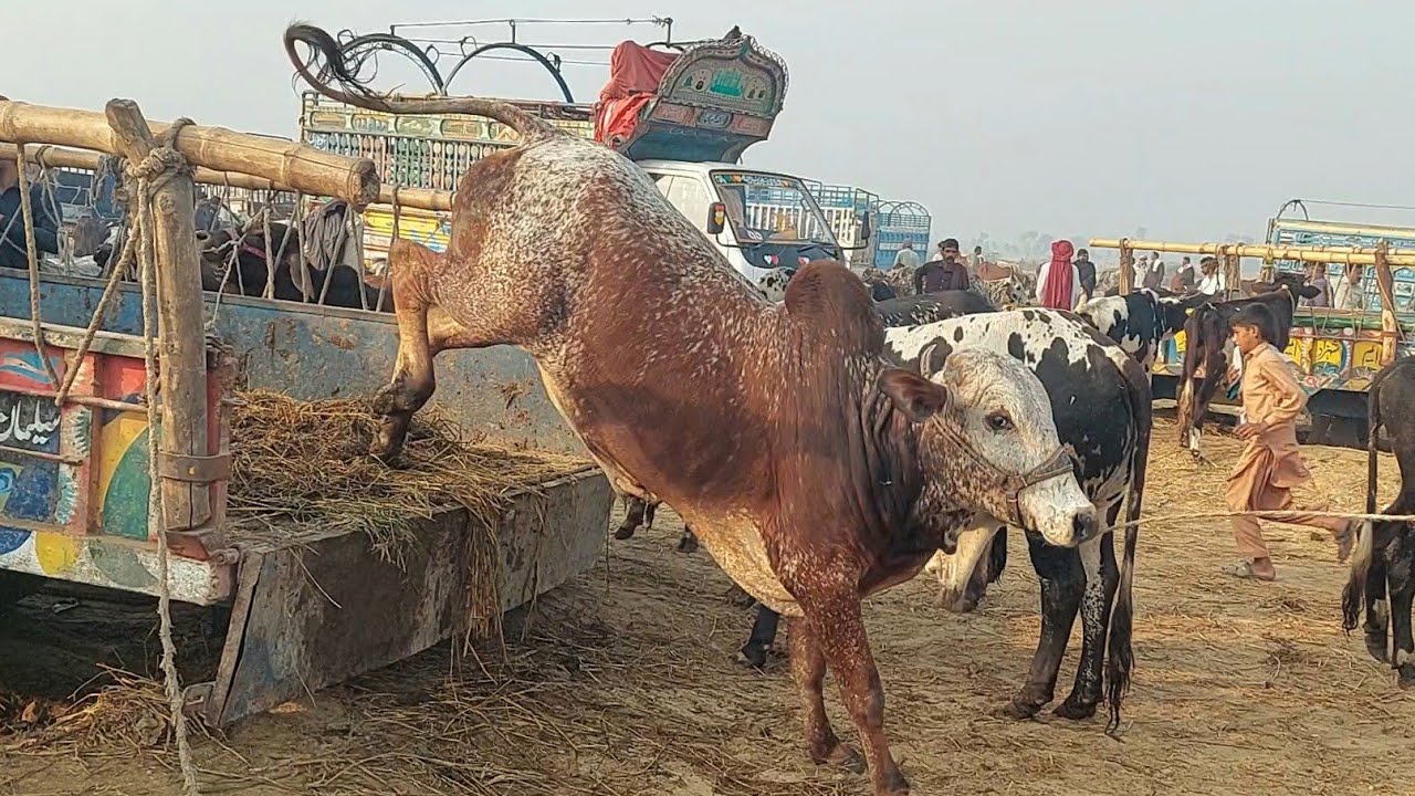 Viral Bull 29 Million Views at you Tube// Msa cattle life - YouTube