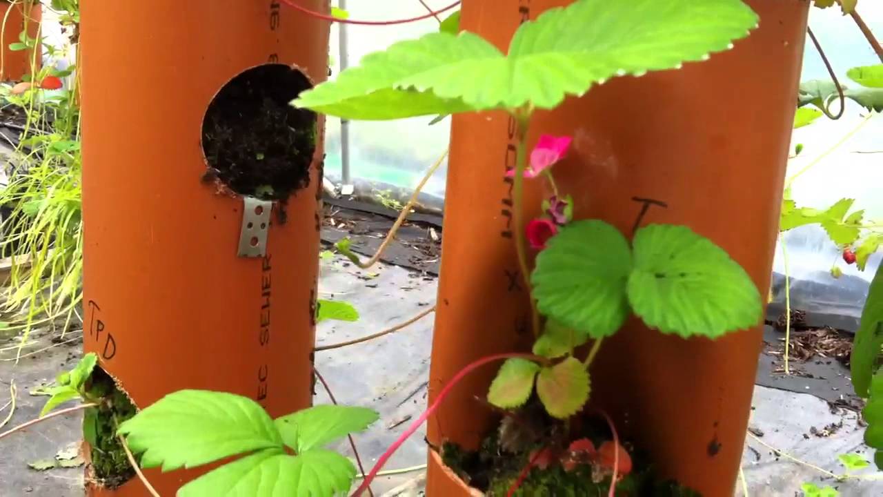 braskes strawberries Toscana ,Merlan ,Florian - YouTube