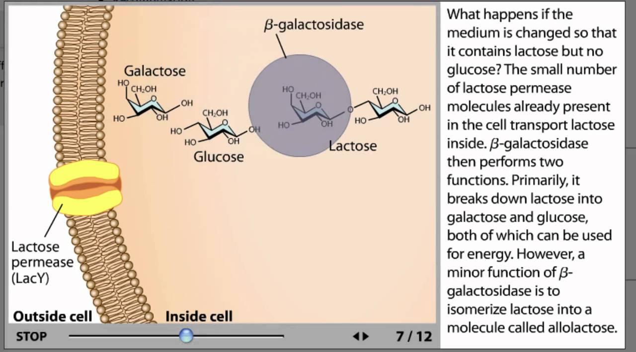 The lac Operon Process Animation from Microbiology 2e - YouTube