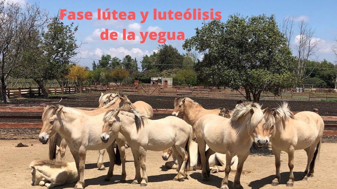 Fase lútea y luteolisis de la yegua - YouTube