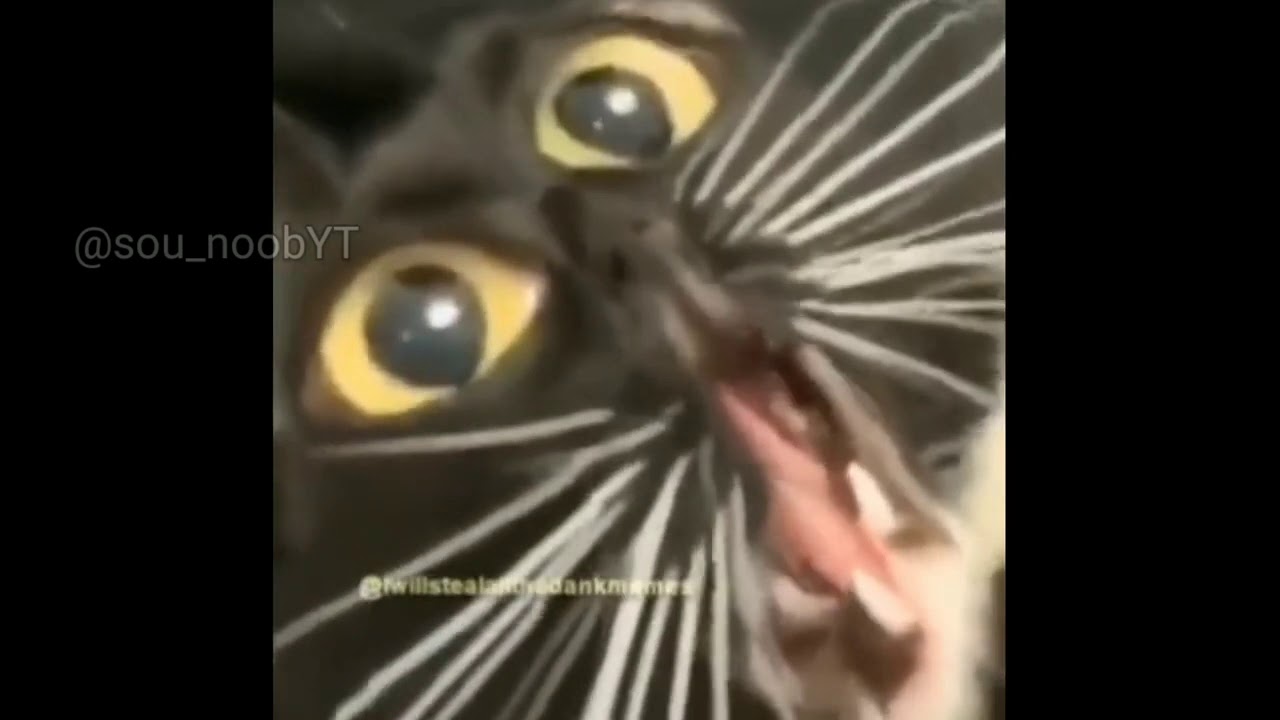 GATO GRITANDO OOOOO POHA - YouTube