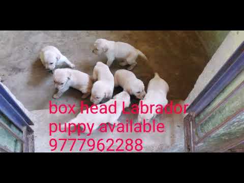 Box head Labrador Retriever puppy available in Odisha cuttack - YouTube