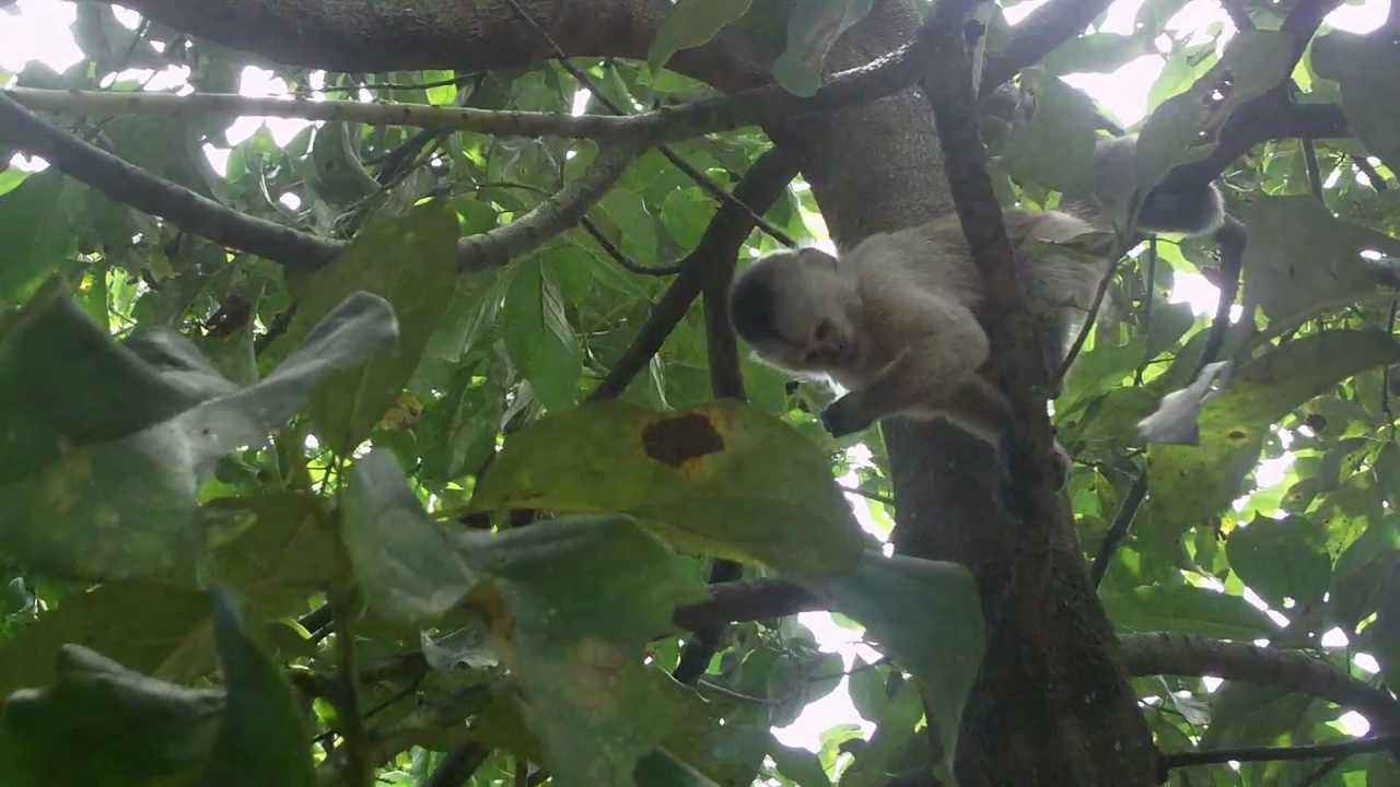 Tacupai monkey1 - YouTube