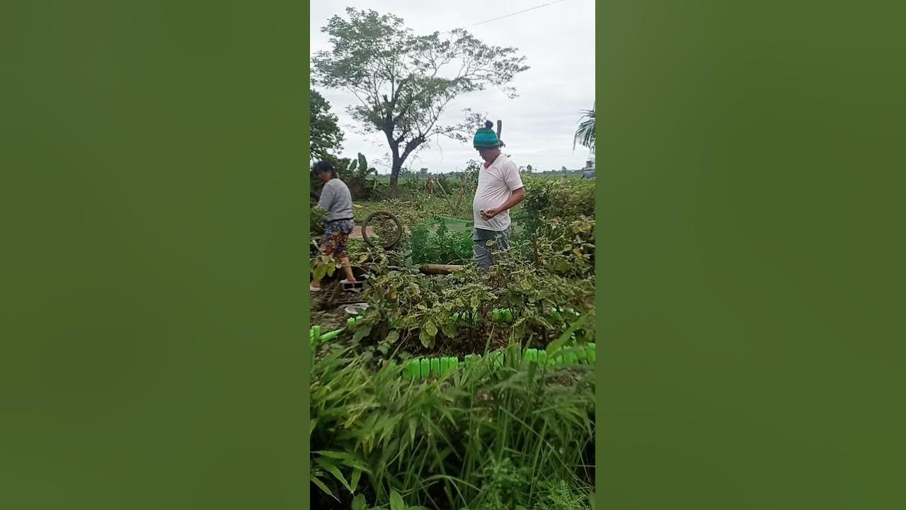 Mag harvest Tayo ng Gulay - YouTube