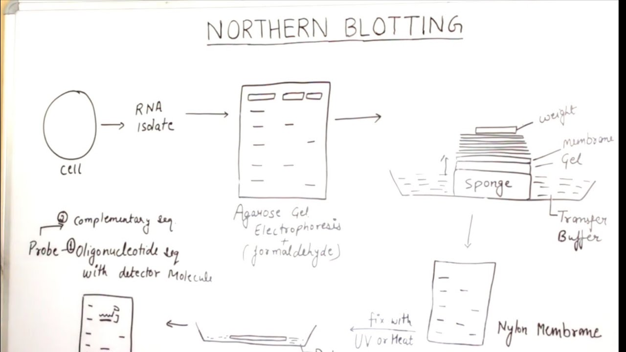 Northern Blotting - YouTube