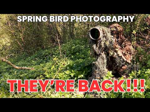 Summer Migrants - Garden Bird Photography - Camo To Get You Closer