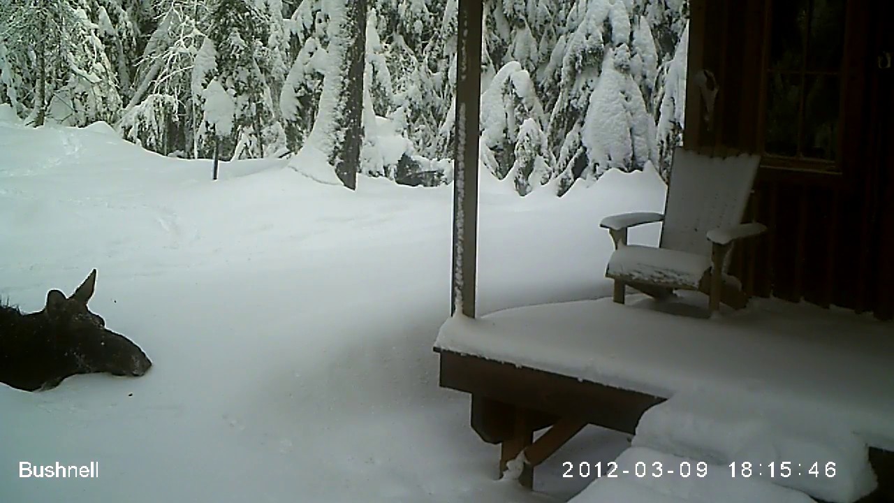 Moose in deep snow on Mount Spokane part 1 - YouTube