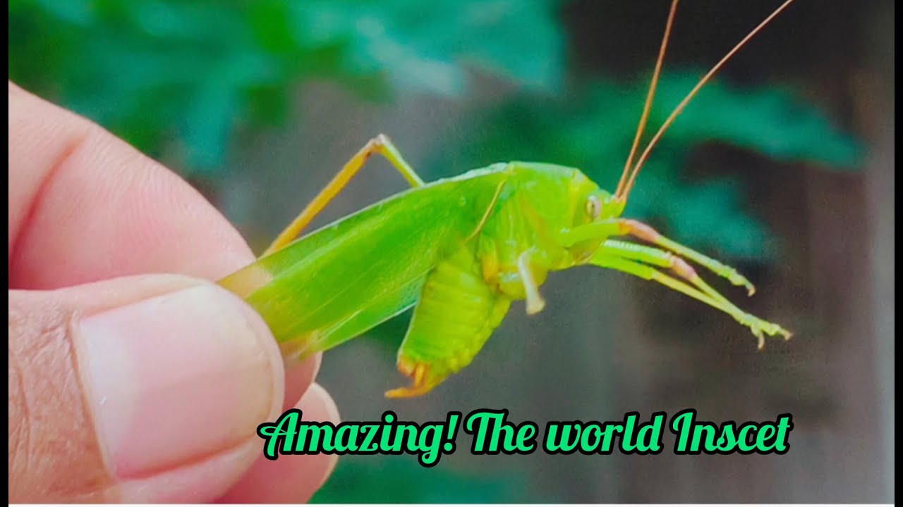 Amazing!! grasshopper 🦗 Asian common toad - YouTube