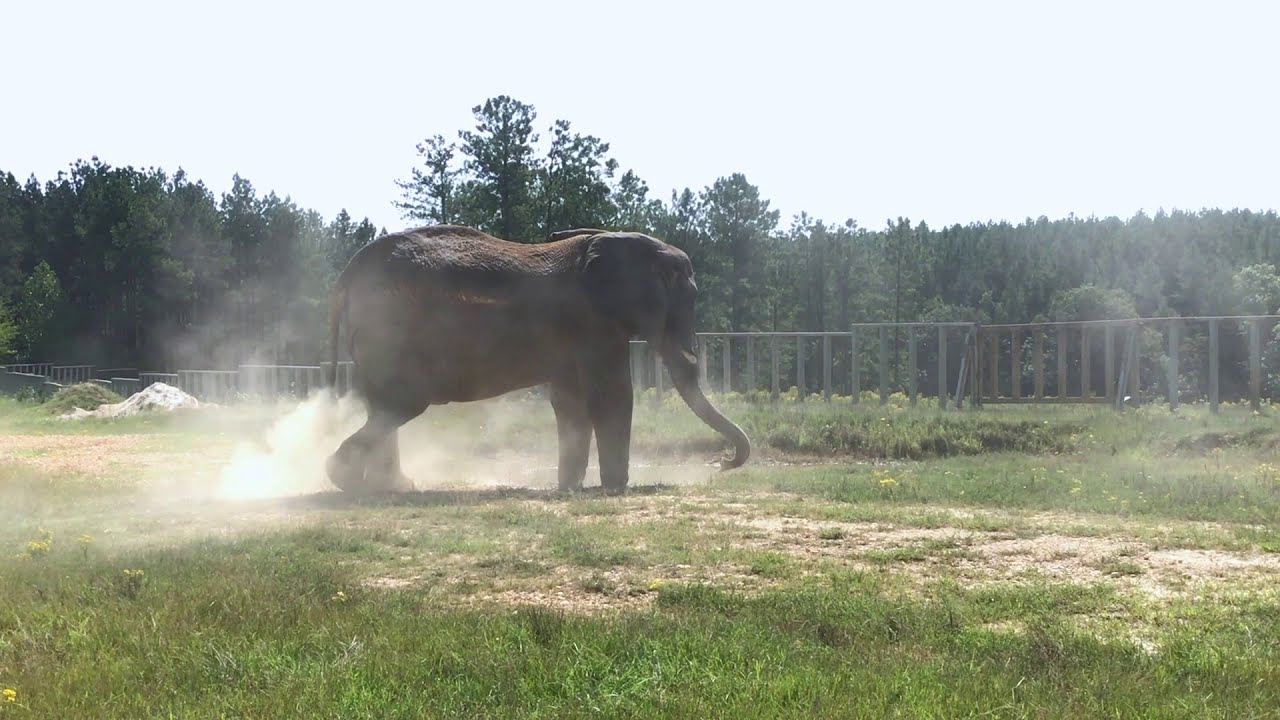 The Elephant Sanctuary | Flora Dusting - YouTube