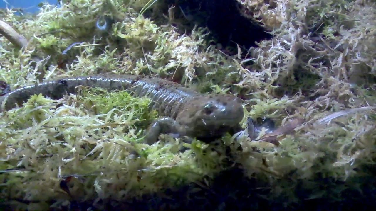 how to set up a tiger salamander paludarium with a waterfall - YouTube