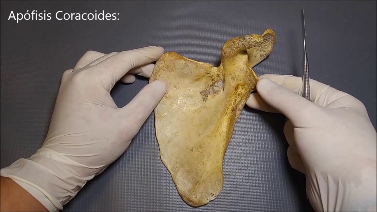 Escápula u Omóplato - YouTube