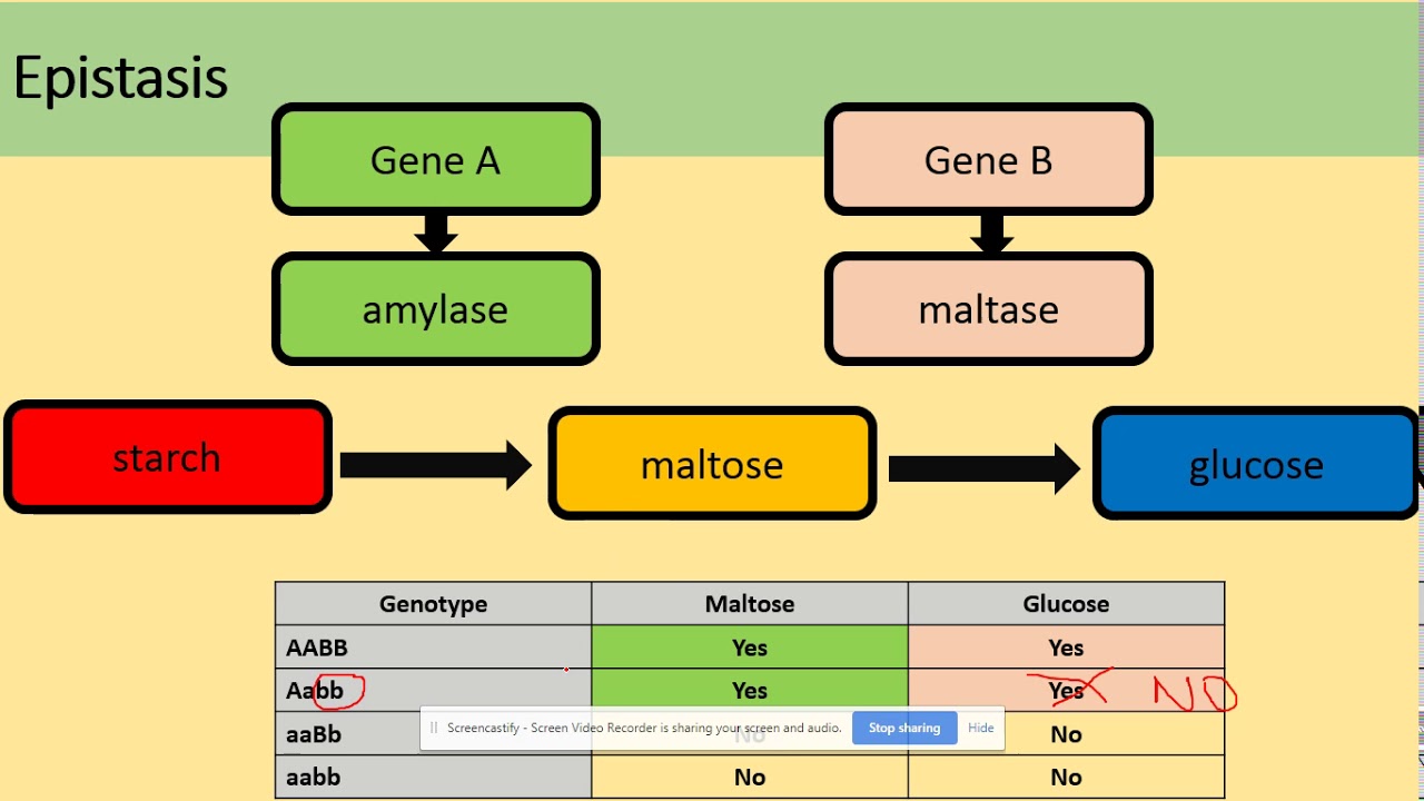 3.7.1 Inheritance. Epistasis. AQA A level biology - YouTube