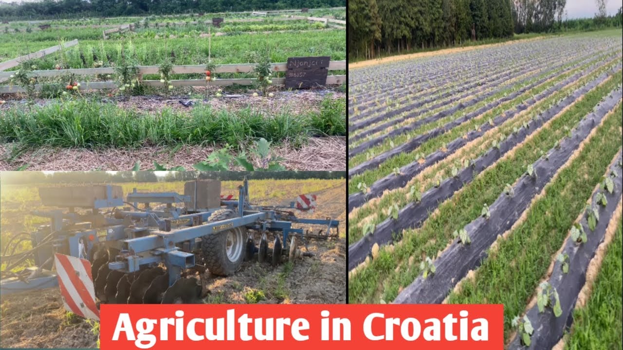 Agriculture in Croatia 🤗ll Croatia me kheti kesi hoti h? 🤔ll - YouTube