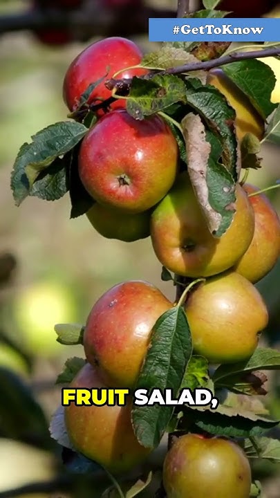 This Tree Grows 40 Different Fruits #facts #trendingshorts - YouTube