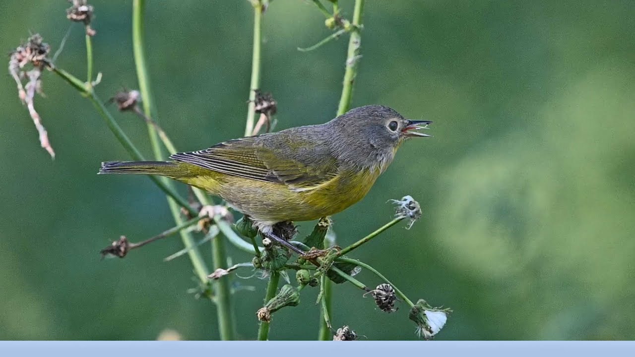 Leiothlypis ruficapilla NASHVILLE WARBLER foraging, gets caterpillars.3041930 - YouTube