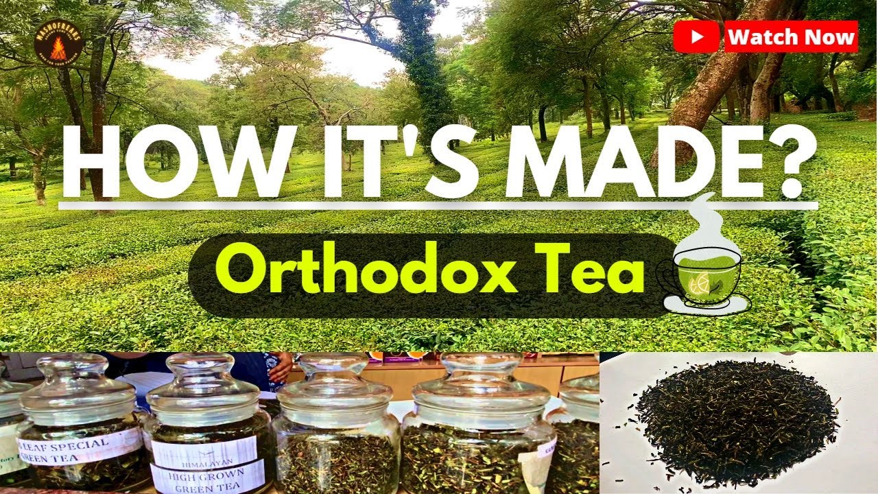 How is Orthodox tea prepared? Palampur or Kangra Tea #greentea #tea # ...