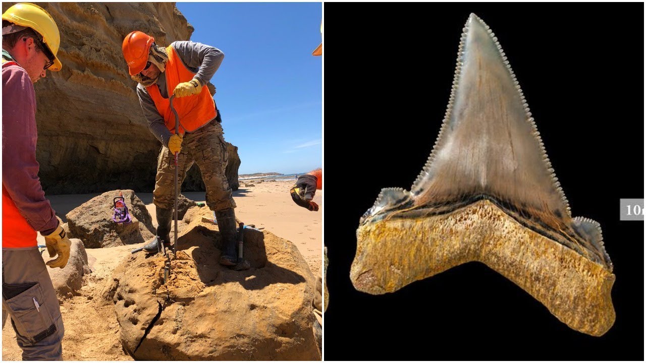 An Australian Scientist Found A Tooth So Big That It’s Hard To Believe ...