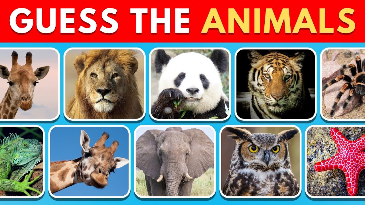 Guess the Animals! 🦁🐘🐧 Can You Name Them All? | Animal Quiz - YouTube
