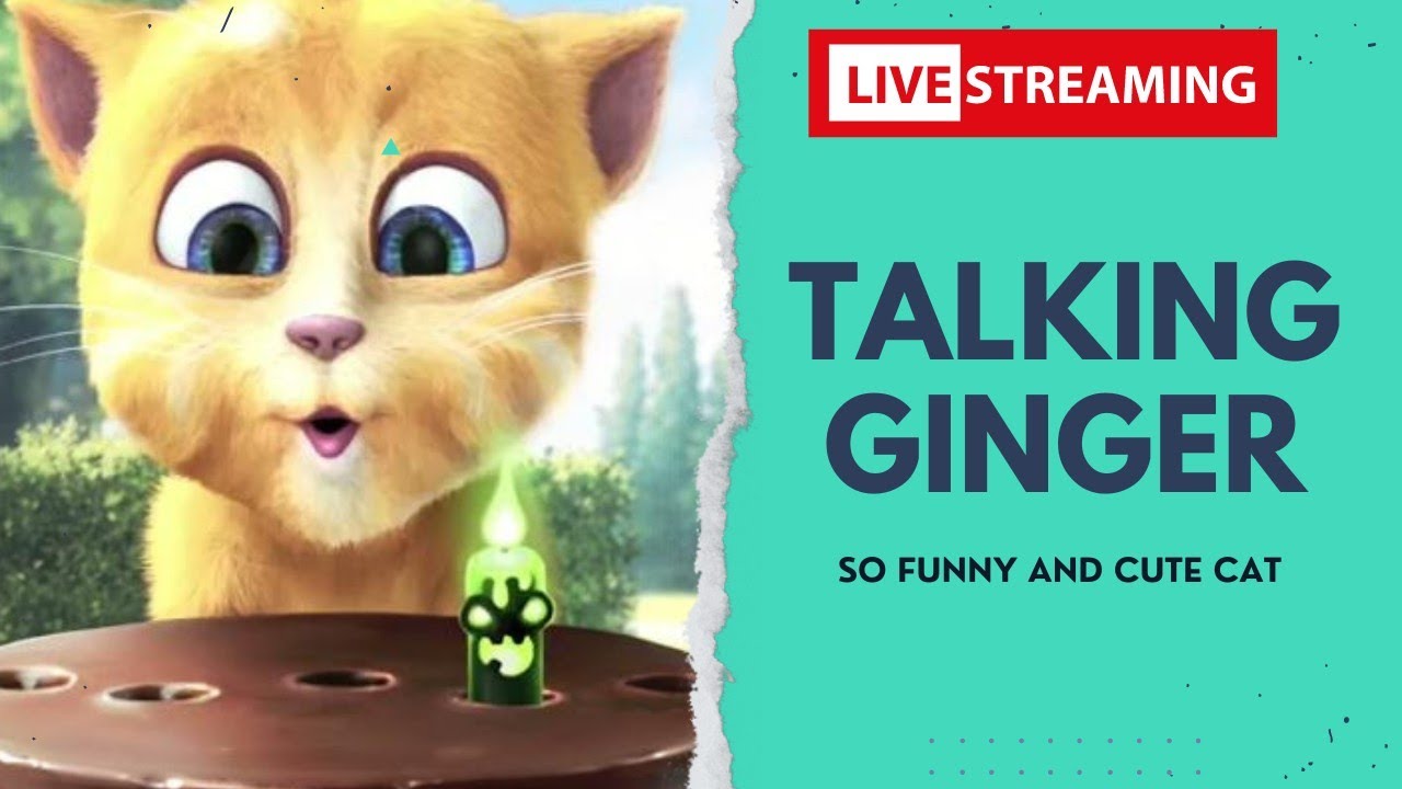 TALKING GINGER is more than Cat but it's like a Funny Cat 😸 - YouTube