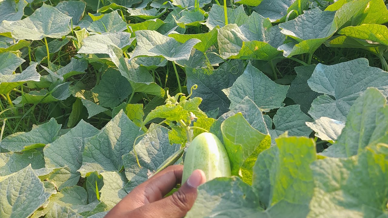 Rk Rakib MUSLIM is live - YouTube