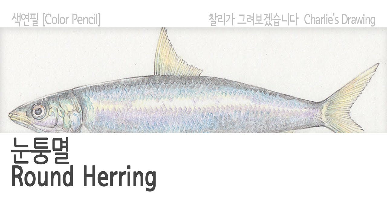 어류[Fish]11 - 눈퉁멸(Round Herring) - YouTube