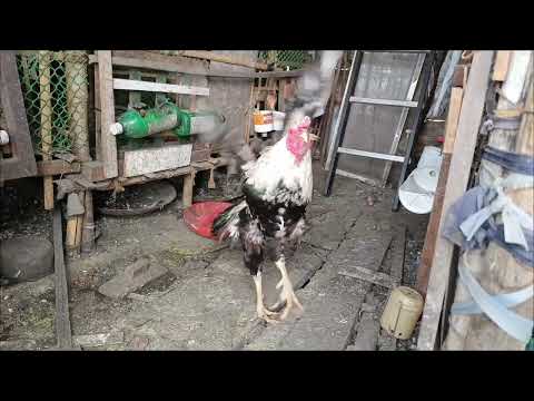 Ar khuang (pakoy, ganoi, ram-ar (red jungle fowl), trai)