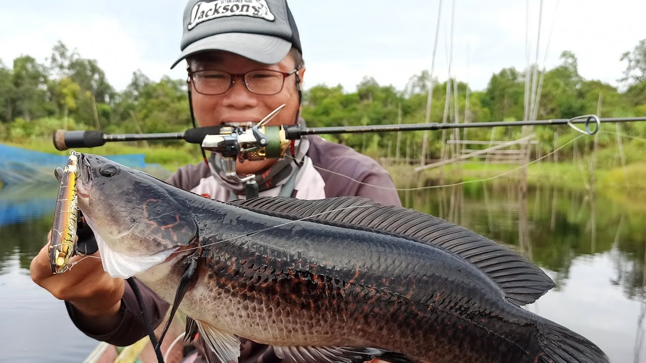 Kalimantan Wetland Ocellated Snakehead Frenzy 加里曼丹湿地侧眼鳢狂咬 - YouTube