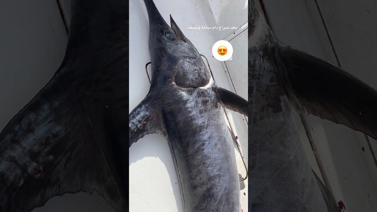 sword fish 🗡️🐟 Aqaba Jordan red sea ⛵🌊🗡️🇯🇴🎣🛥️#aqaba #fish #jordanfish # ...