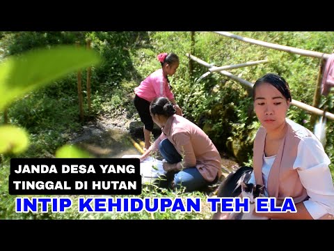 TEH ELA WANITA TANGGUH JANDA DESA YANG TINGGAL DI HUTAN SENDIRI  BERJUANG UNTUK HIDUP